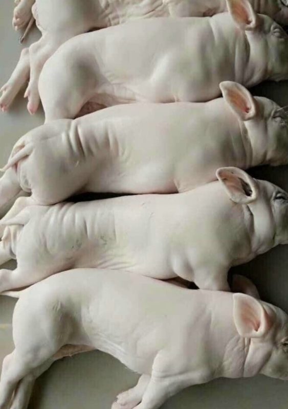 Heo Sữa Nguyên Con - Thực phẩm tiện lợi